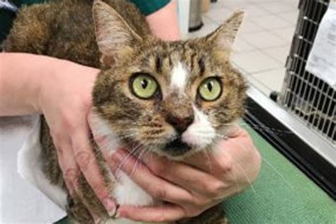 Feline Plasma Cell Pododermatitis Surgical Treatment With A Flexible