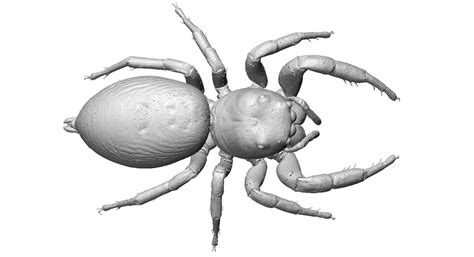Ct Scanning And 3d Printing Jumping Spider Industrial Inspection
