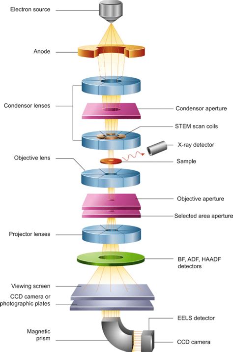 4 Schematic Diagram Of The Main Components Of Tem Reprinted With
