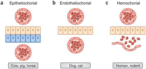 Revbayes Discrete Morphology Ancestral State Estimation Mammals And Placenta Type