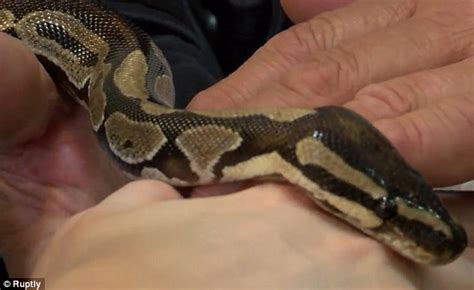 german python gives neck massages to customers daily mail online