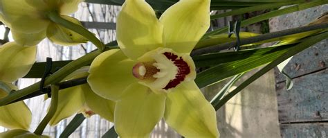 Ken Thomas Mcbeans Orchids