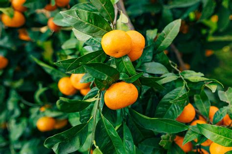 Mandarins The Trademark Of The Neretva Valley Croatia Hr