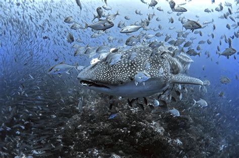 Sofia The Whale Shark — Marine Megafauna Foundation
