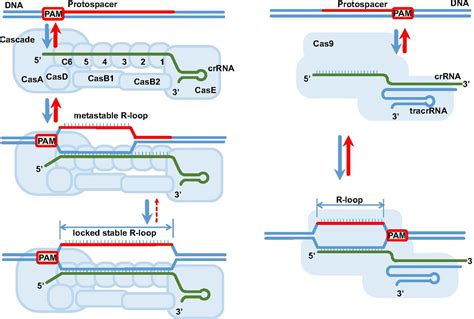 Fulfilling The Dream Of A Perfect Genome Editing Tool Pnas