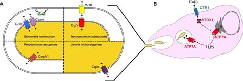 Copper Tolerance And Virulence In Bacteria Pmc