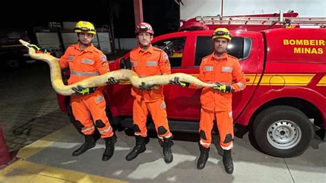 Python é Encontrada Em Matagal Por Morador De Paula Cândido Mg