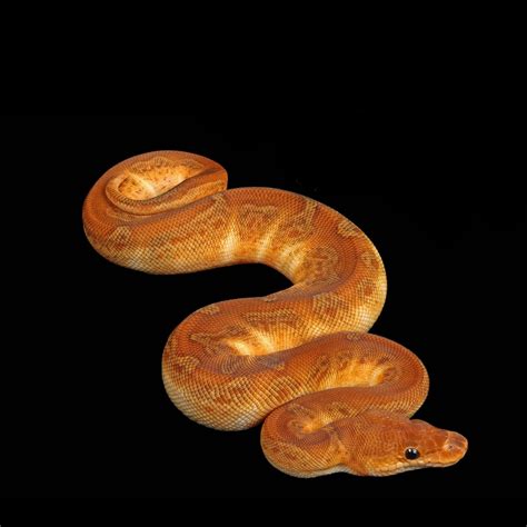 Cobras Python Para Compra Variedade E Cuidados