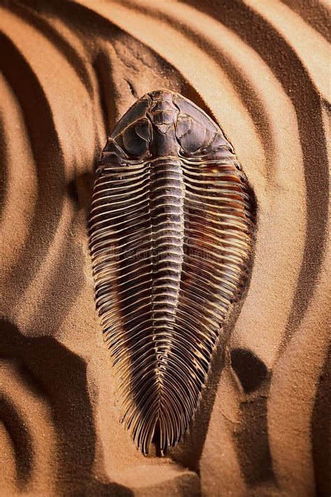 Generative Ai Trilobyte Prehistoric Fossil Stock Illustration