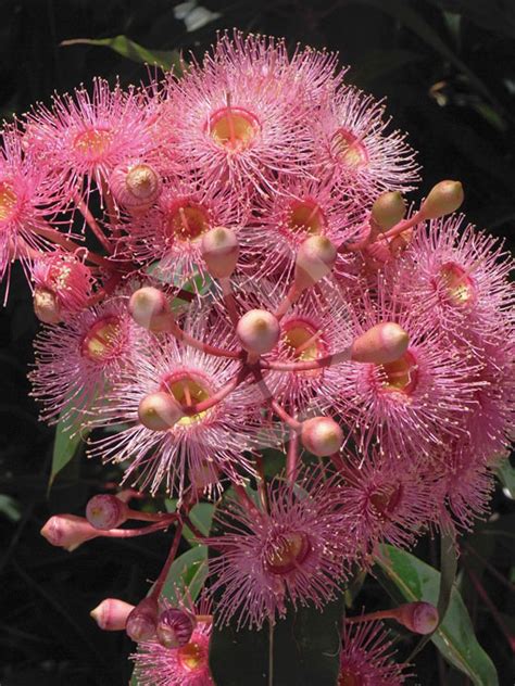 Corymbia Summer Beauty Summer Beauty Gum Information And Photos