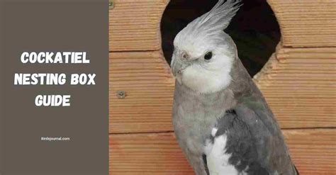 What Size Nest Box For Cockatiel At Louise Mcmakin Blog