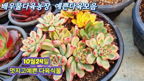 10월24일멋지고예쁜다육식물 Youtube