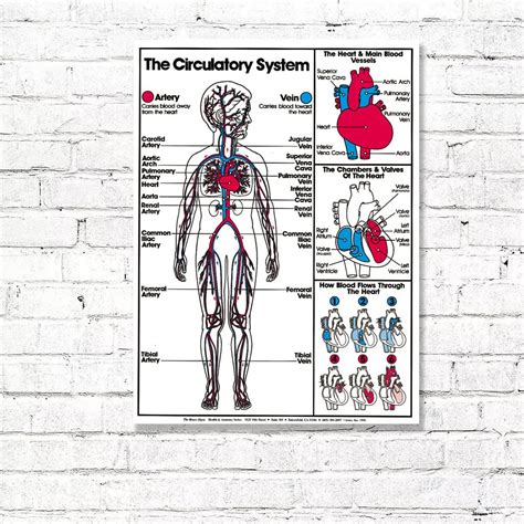 The Circulatory System Science Educational School Posters Buy