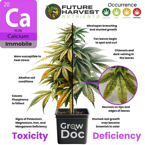 Cannabis Calcium Deficiency Chart Rfutureharvest