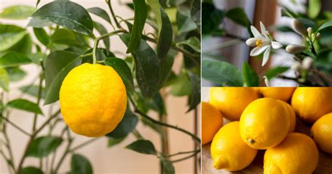 How To Grow A Meyer Lemon Tree Indoors Garden Beds