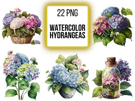 Clipart Flower Png Floral Hydrangea Clip Art Bundle Watercolor Flower