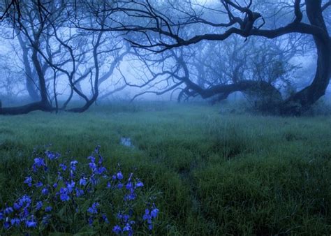 Forestcore Beautiful Nature Dark Green Aesthetic Nature Aesthetic