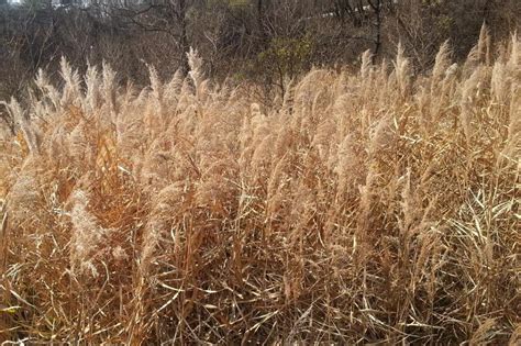 [플가] 달뿌리풀 Phragmites Japonicus