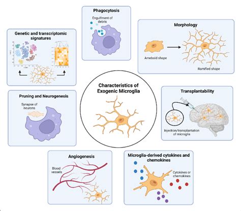 Characteristics Necessary For Microglial Transplantation The Following