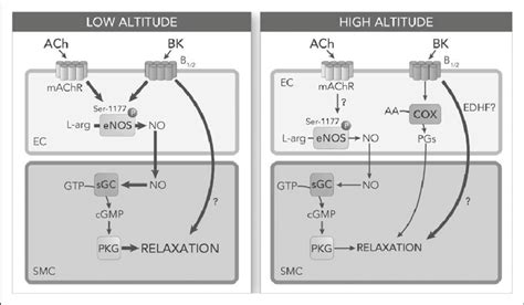 Chronic Hypoxia Of High Altitude Residence Switches Vasodilatory
