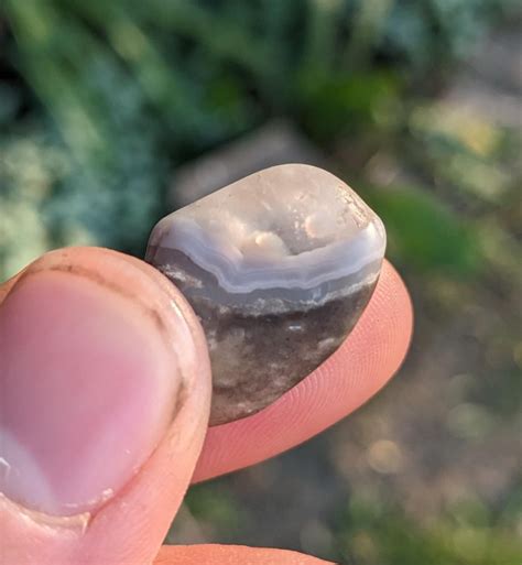 This Beautiful Silicified Fossil Rsilicifiedfossils This Beautiful Silicified Fossil Rsilicifiedfossils