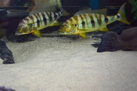 Boulengerochromis Microlepis