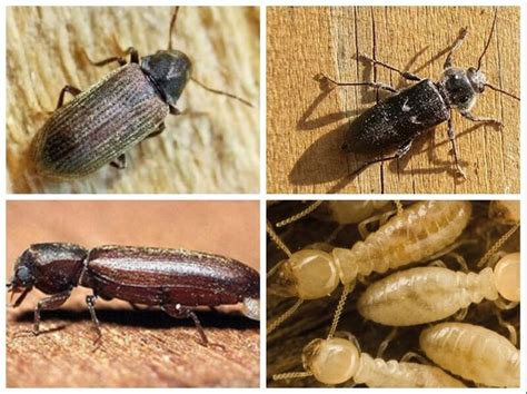 Insectos Xilófagos Cómo Eliminar La Carcoma Tipos De Insectos