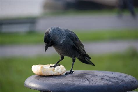 Can Birds Eat Moldy Bread Is It A Safe Or Risky Snack
