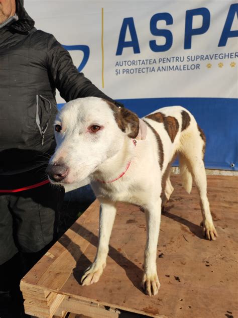 Câini Disponibili Pentru Adopție Aspa Bucuresti
