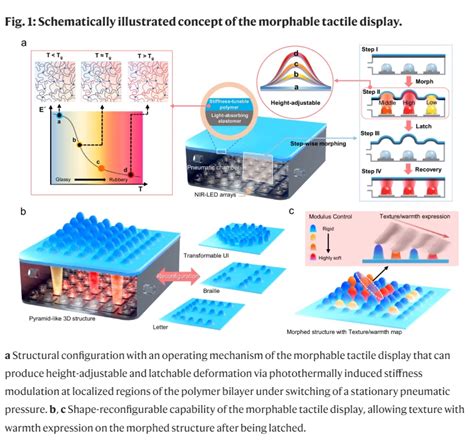 Figure Height Renderable Morphable Tactile Display Enabled By Programmable Modulation Of Local