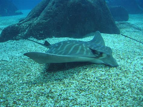 Лиссабон Океанариум Rutravel — Livejournal