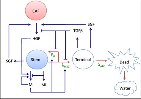 Figure 1 From Activation Of The Hgfc Met Axis In The Tumor