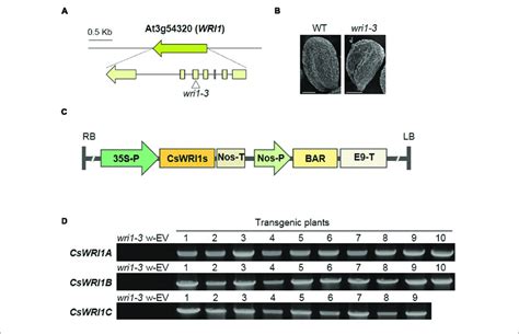 Isolation Of T Dna Inserted Wri1 3 Knockout Mutant And Download Scientific Diagram