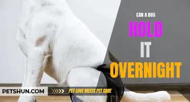 Can Dogs Impregnate Women Exploring Interspecies Pregnancy