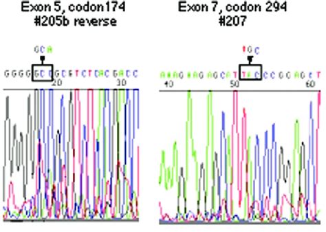 Representative Sequential Analysis Of P53 Exon 5 And Exon 7 In The Download Scientific Diagram