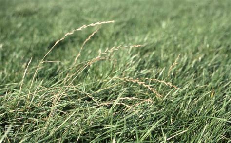 Best Grass Seed For Oregon
