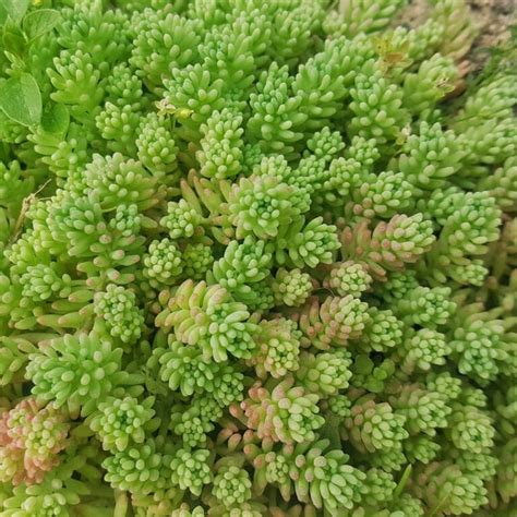 Sedum Sexangulare Tasteless Stonecrop Turf Online