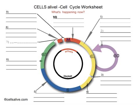 solved cells alivel cell cycle worksheet what s happenin — db