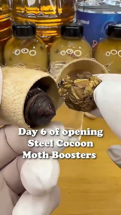 Opening Moth Booster Packs Youtube