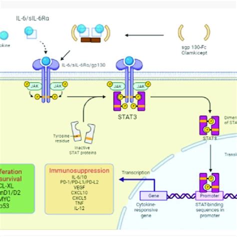 Il 6 Binds To Its Receptor Causing Stat3 Phosphorylation And