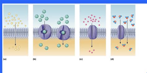 Label Process Of Diffusion Diagram Quizlet