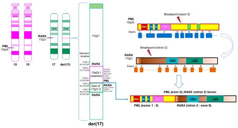 Optical Genome Mapping Reveals Complex And Cryptic Rearrangement