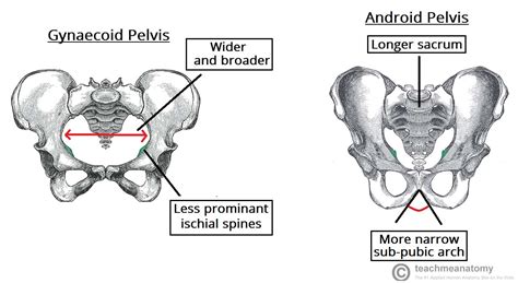The Pelvic Girdle Structure Function Assessment Teachmeanatomy