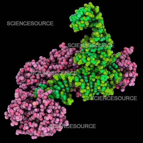 cca adding enzyme complex stock image science source images