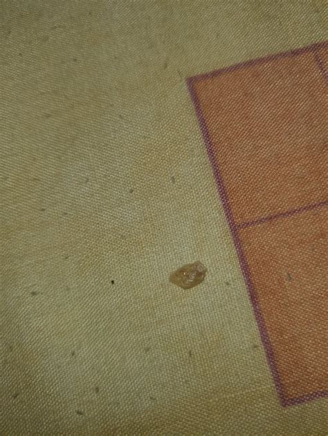 Bed Bug Shell Rbedbugs Bed Bug Shell Rbedbugs