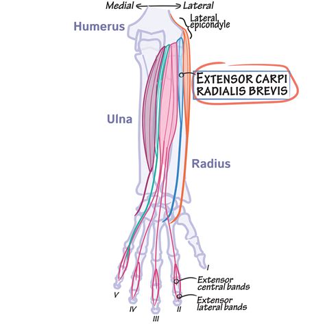 Gross Anatomy Glossary Extensor Carpi Radialis Longus And Brevis Ditki Medical And Biological