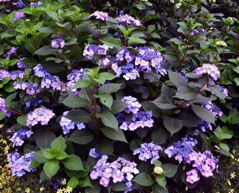 Hydrangea Twist And Shout Plants For Spaces
