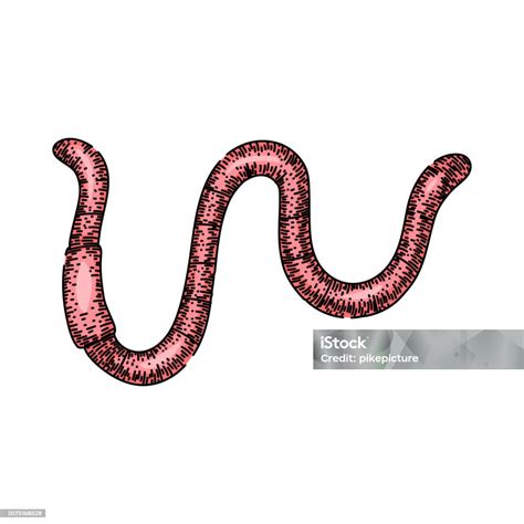 Earthworm Worm Sketch Hand Drawn Vector Stock Illustration Download