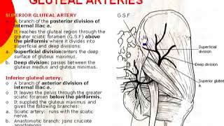 Superior Gluteal Artery Diagram