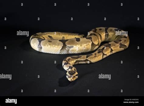 Royal Or Ball Python Snake Isolated On Black Background Stock Photo Alamy
